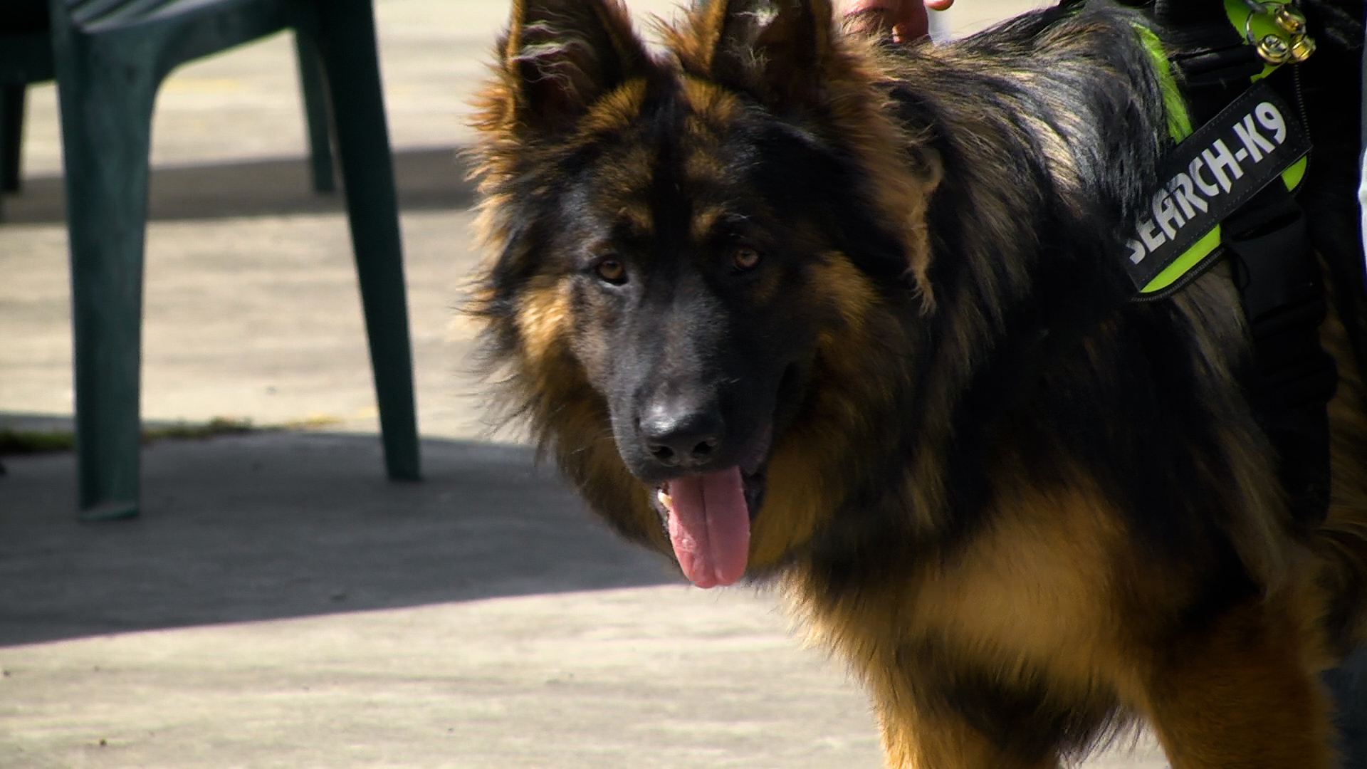 Search & Rescue Dogs Australia (SARDA) - CTV Plus Australia