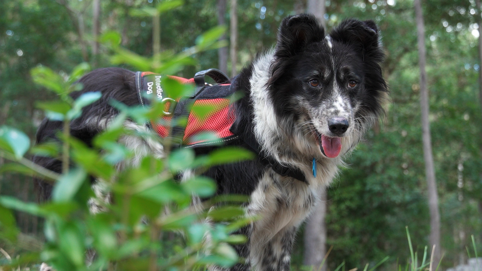 Queensland Koala Detection Dogs - CTV Plus Australia