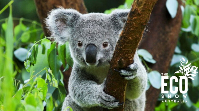 The Eco Show – Season 2 – CTV Plus Australia